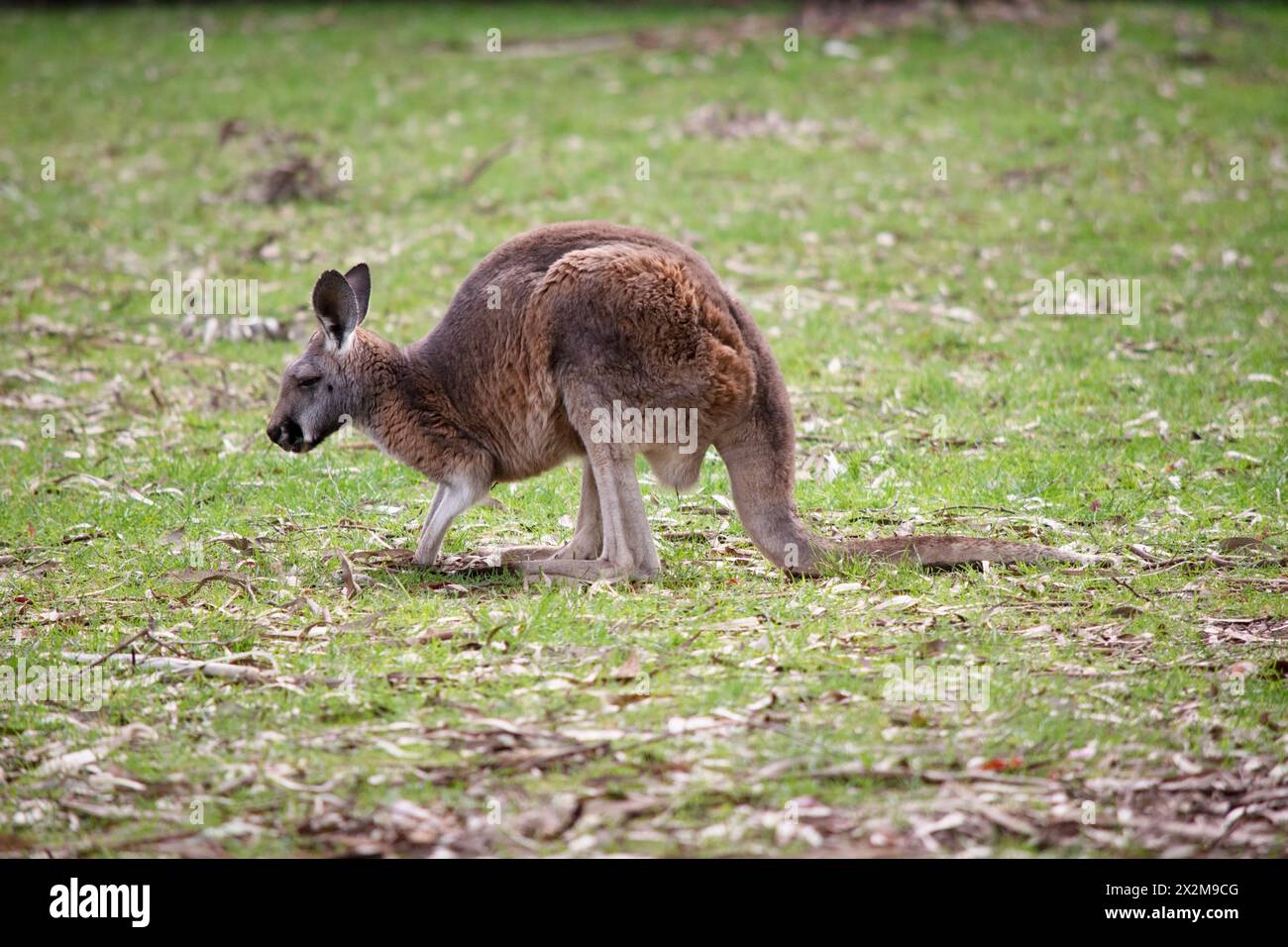 Red kangaroo males tend to be orange red in coloring while females are ...