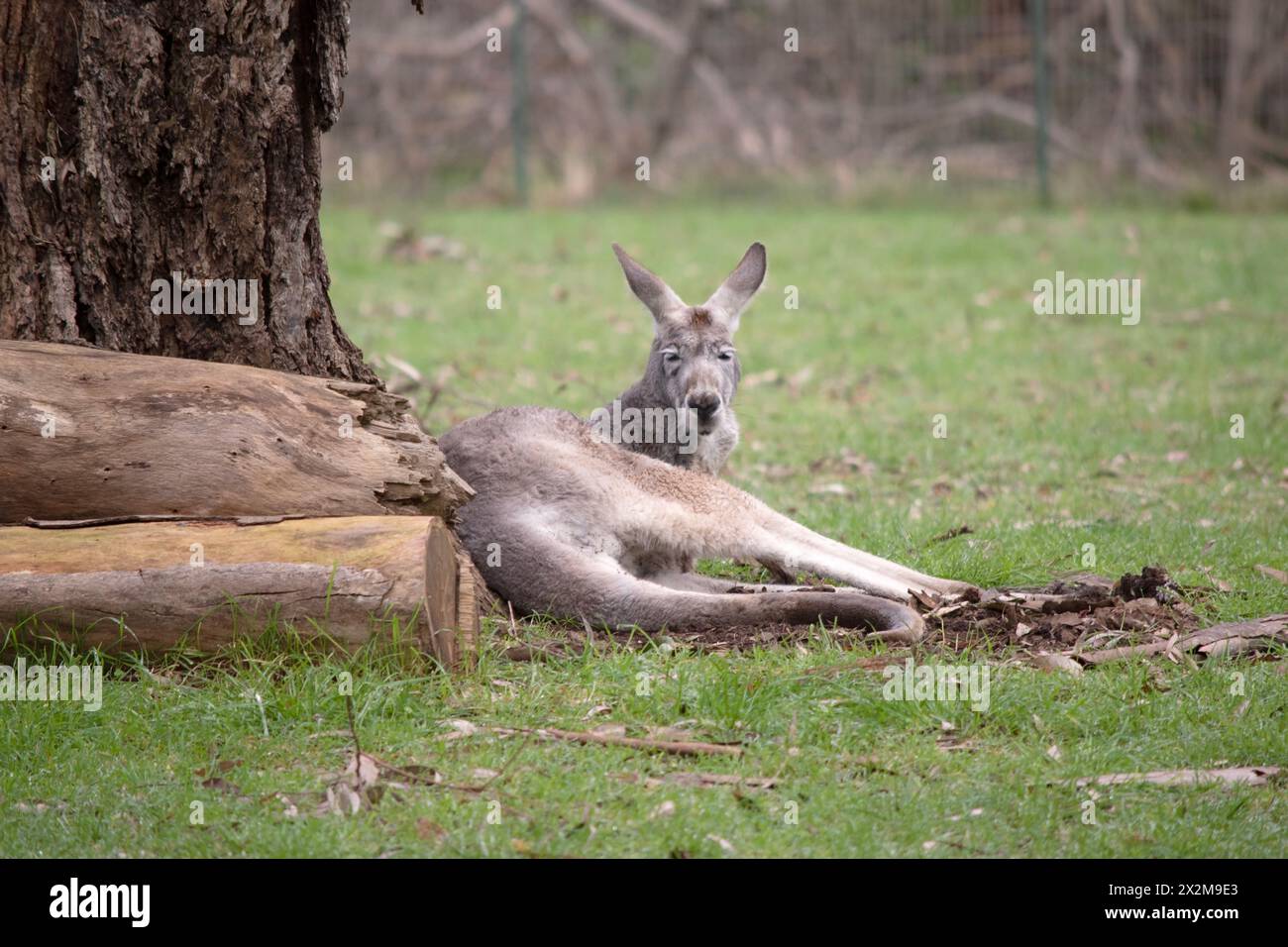 the red kangaroo is resting on the grass Stock Photo - Alamy