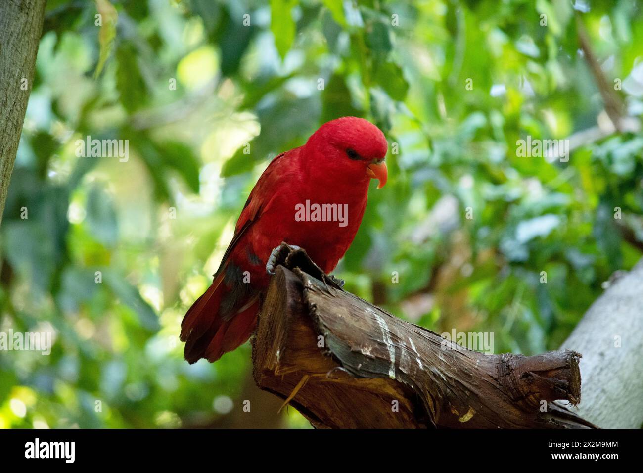 the red lory is mostly red and all the plumage of the upper body is red ...