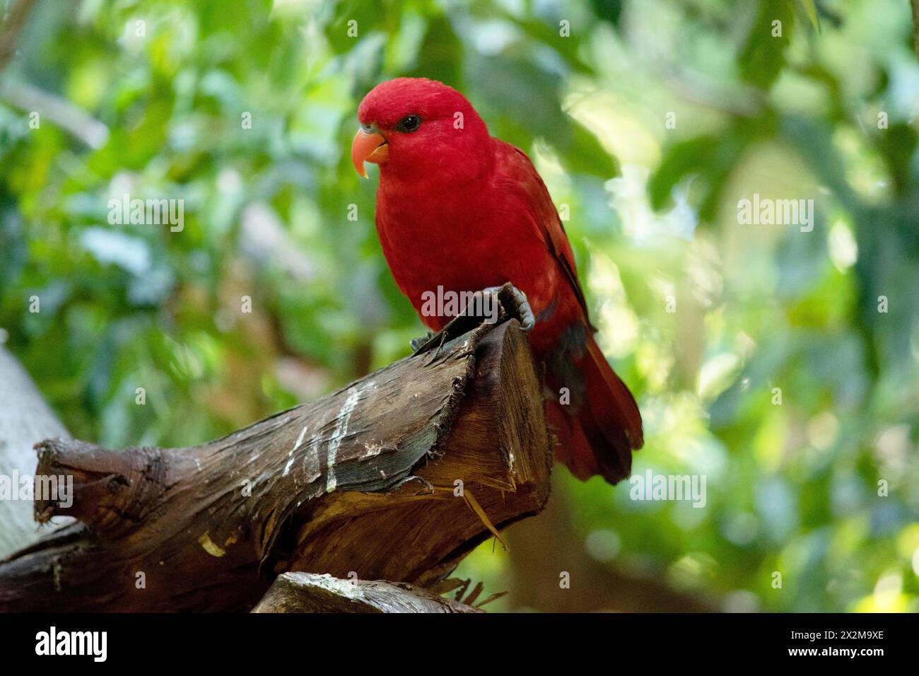 the red lory is mostly red and all the plumage of the upper body is red ...