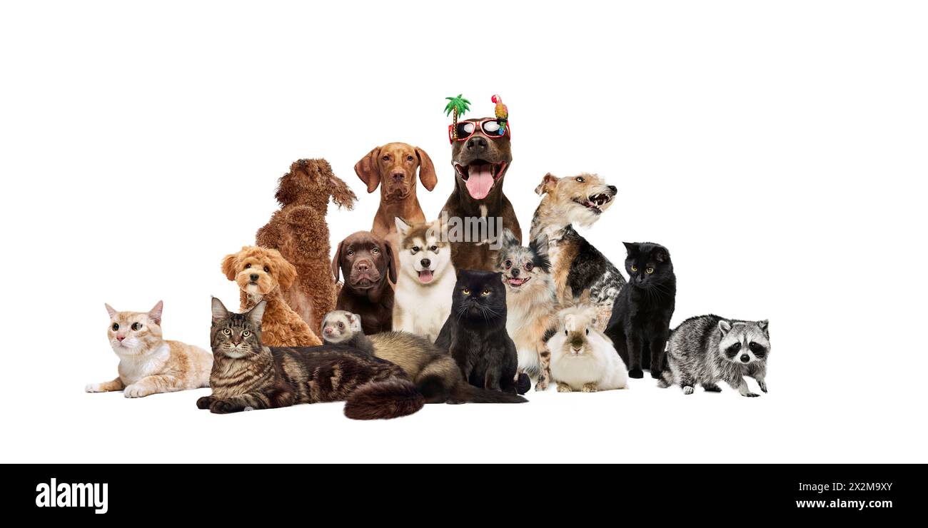 Collage. Cute, funny little and big cats, dogs, racoon, rabbit and ...