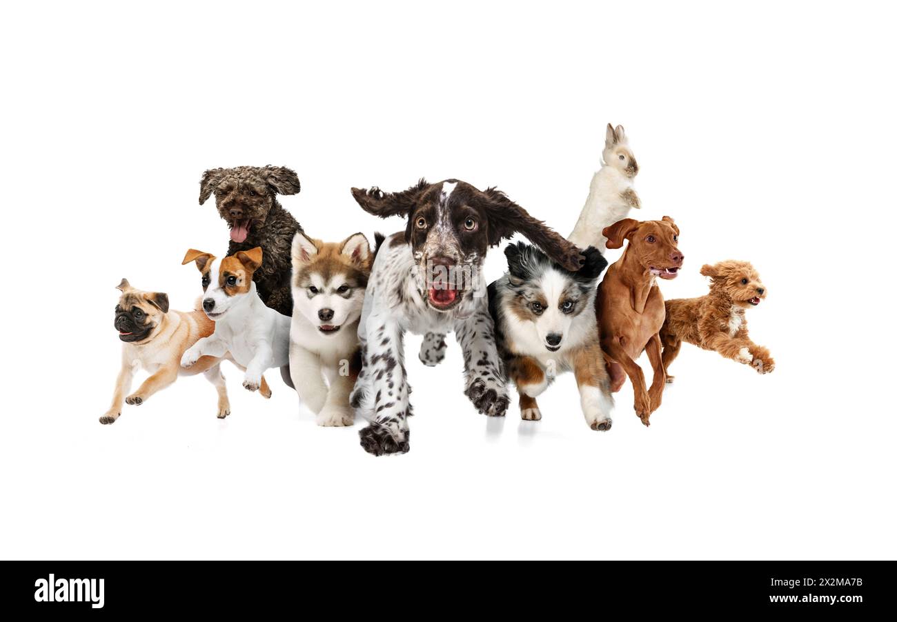 Collage. Group of different, purebred dogs running together with one ...
