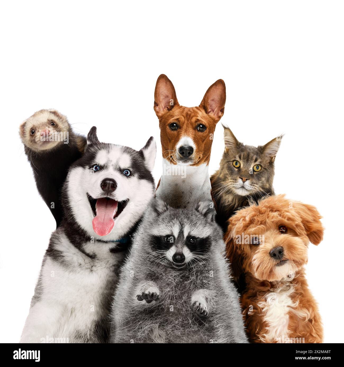 Collage. Funny, cute animals standing together and grimacing looking at ...