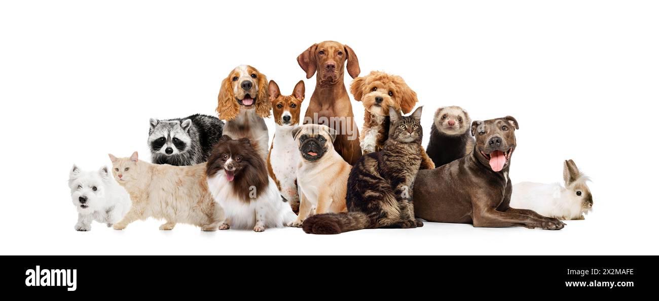 Collage. Group of animal l friends standing together looking curiously ...