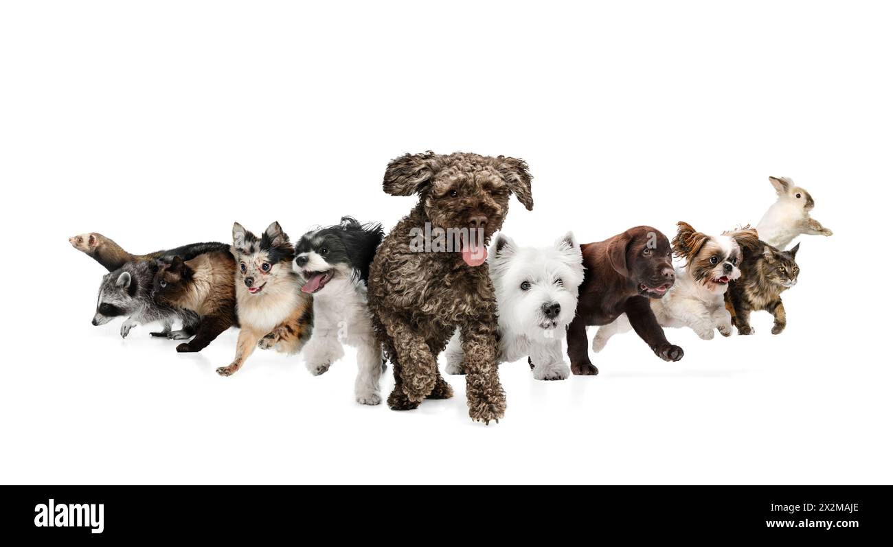 Collage. Group of different, animals running together against white ...