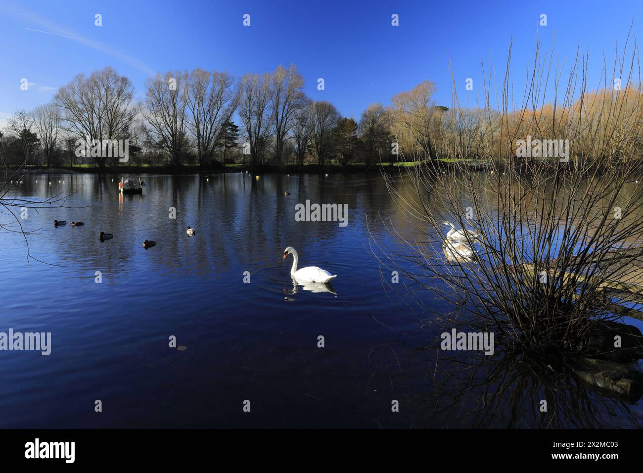 Winter view over Osier Lake part of the Ferry Meadows country park ...