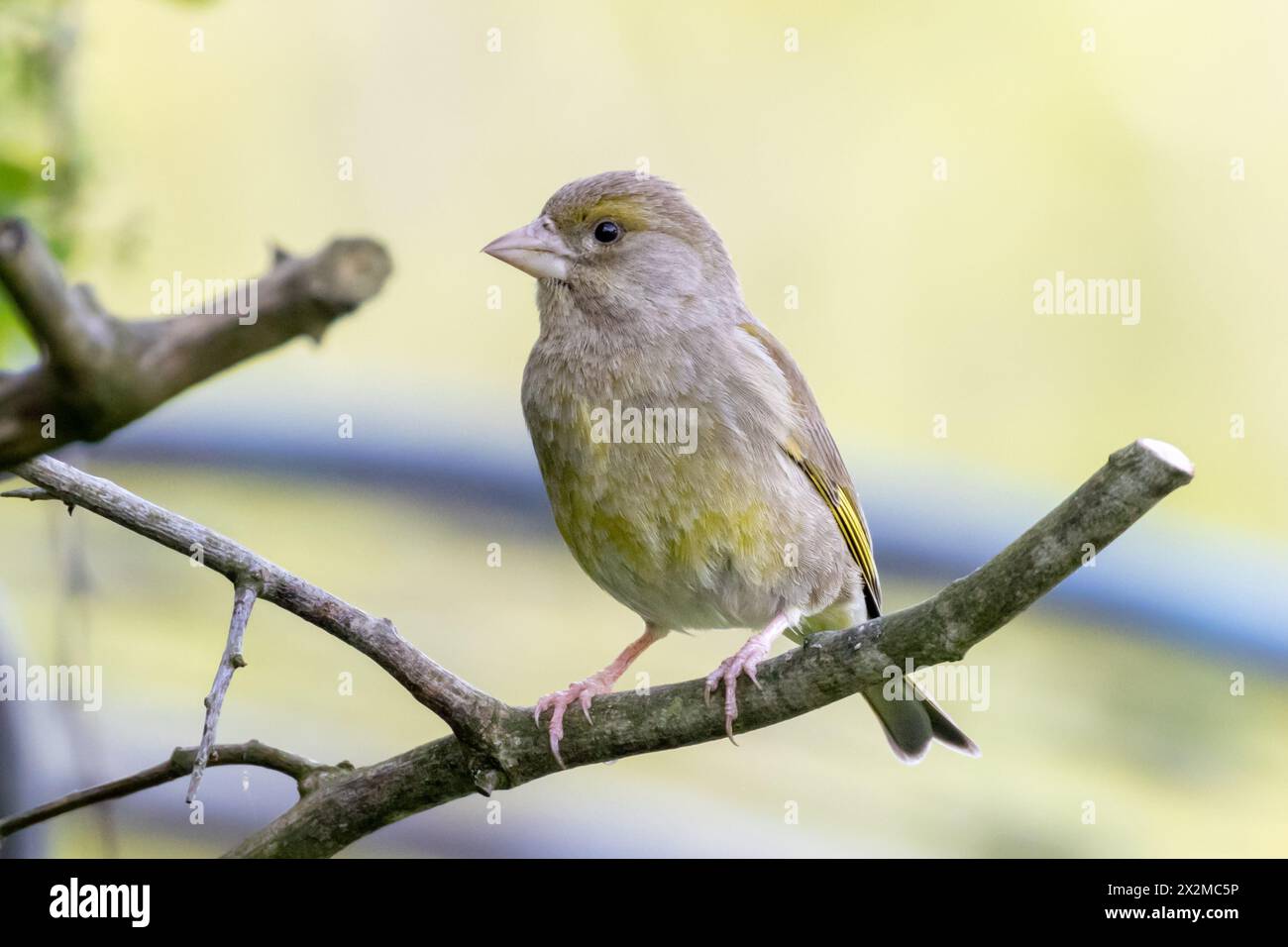 European Greenfinch, Chloris chloris in a garden in Sussex, UK Stock ...