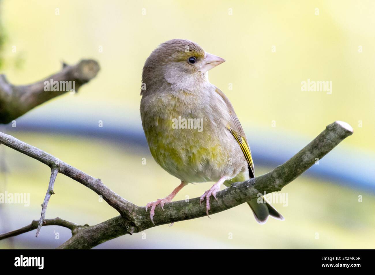 European Greenfinch, Chloris chloris in a garden in Sussex, UK Stock ...