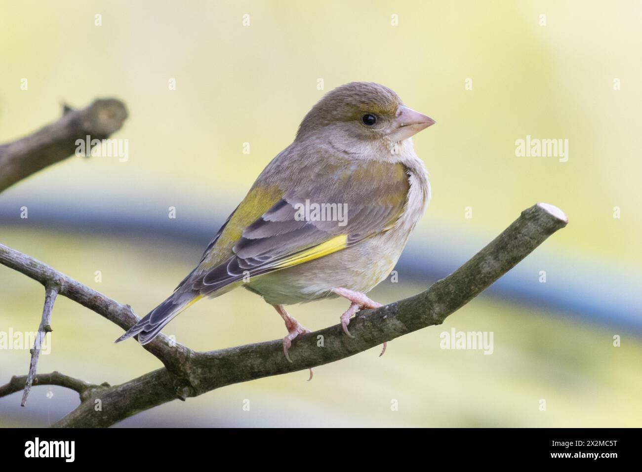 European Greenfinch, Chloris chloris in a garden in Sussex, UK Stock ...