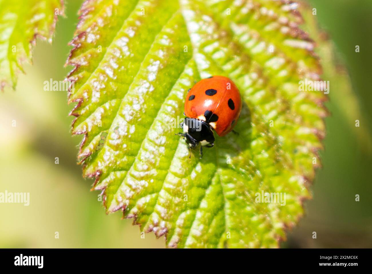 7 Spot ladybird, Coccinella septempunctata. UK Stock Photo - Alamy