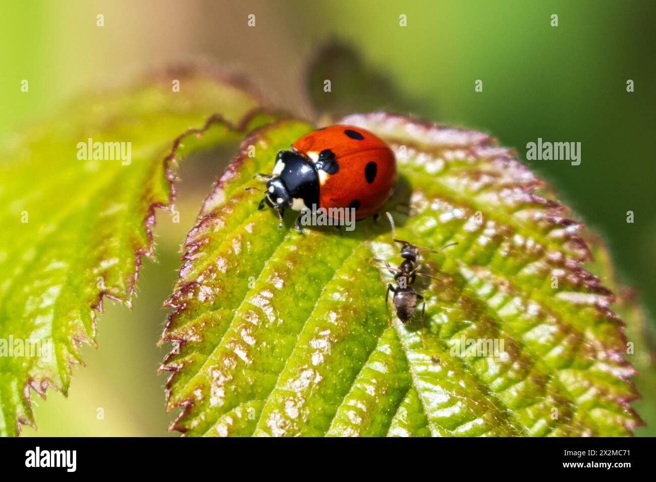 Ladybirds uk hi-res stock photography and images - Alamy