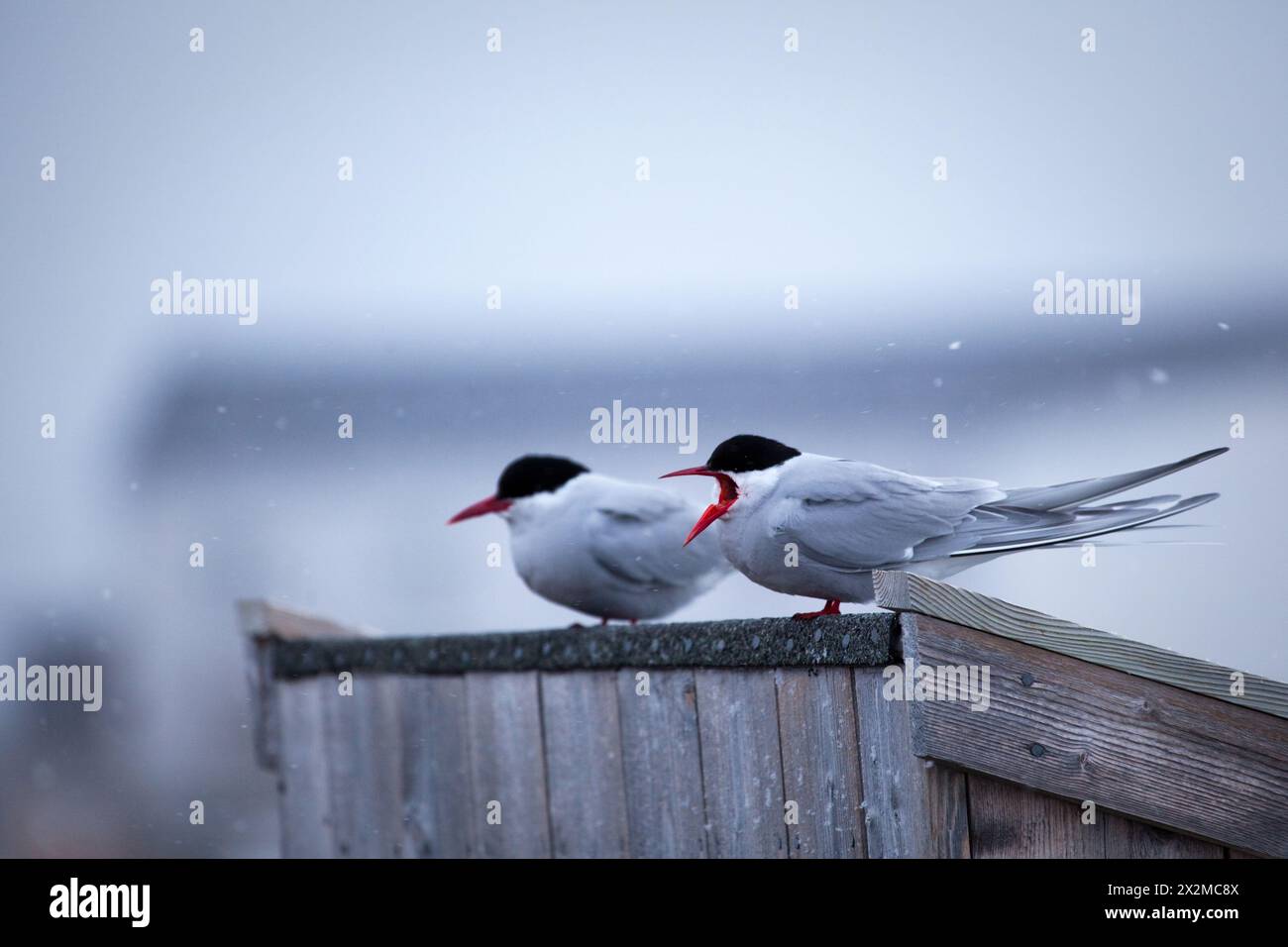 Two Arctic Terns, sterna paradisea, perched near the dog yard Ny ...