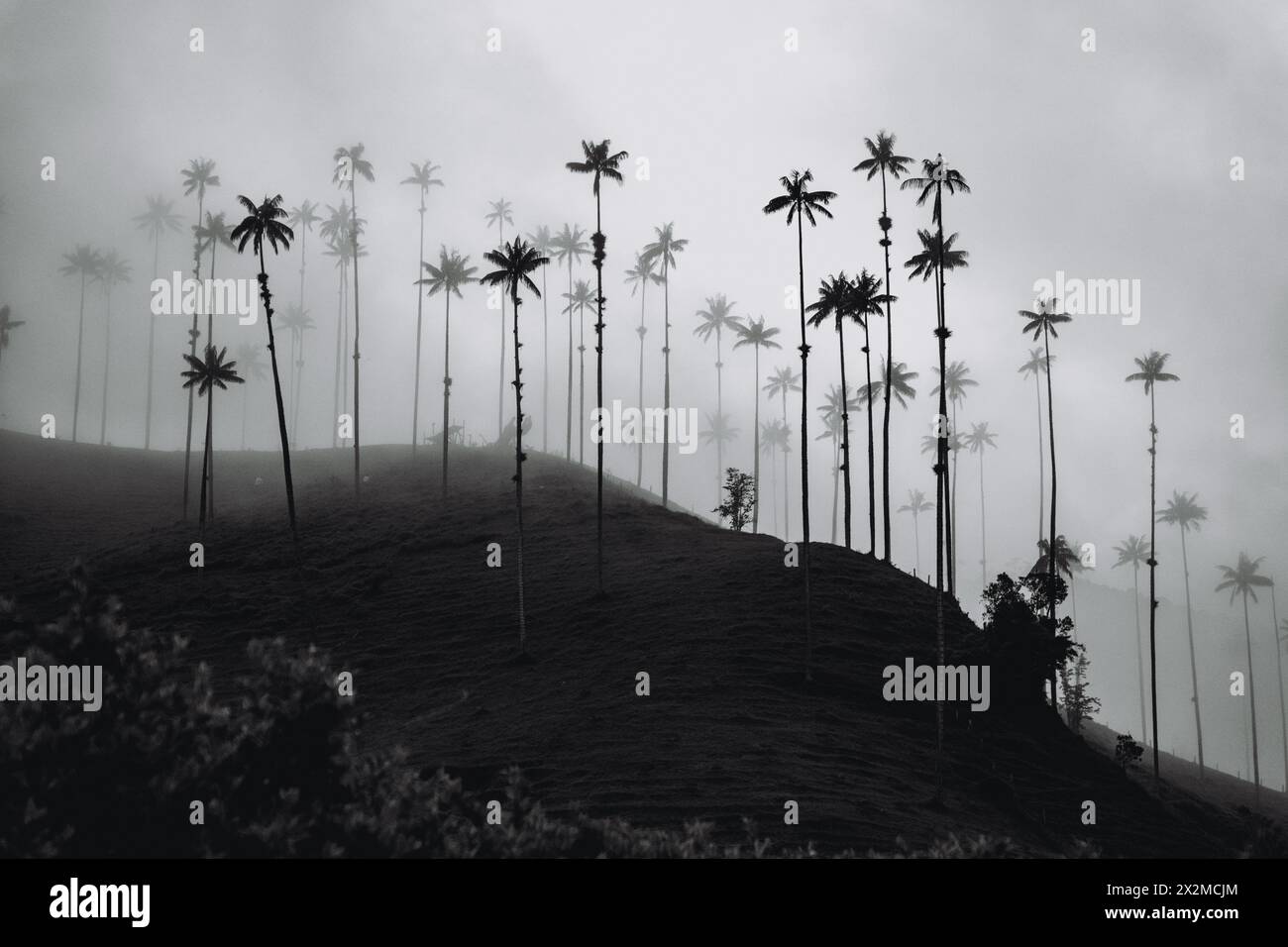 Trees shrouded in mist hi-res stock photography and images - Alamy