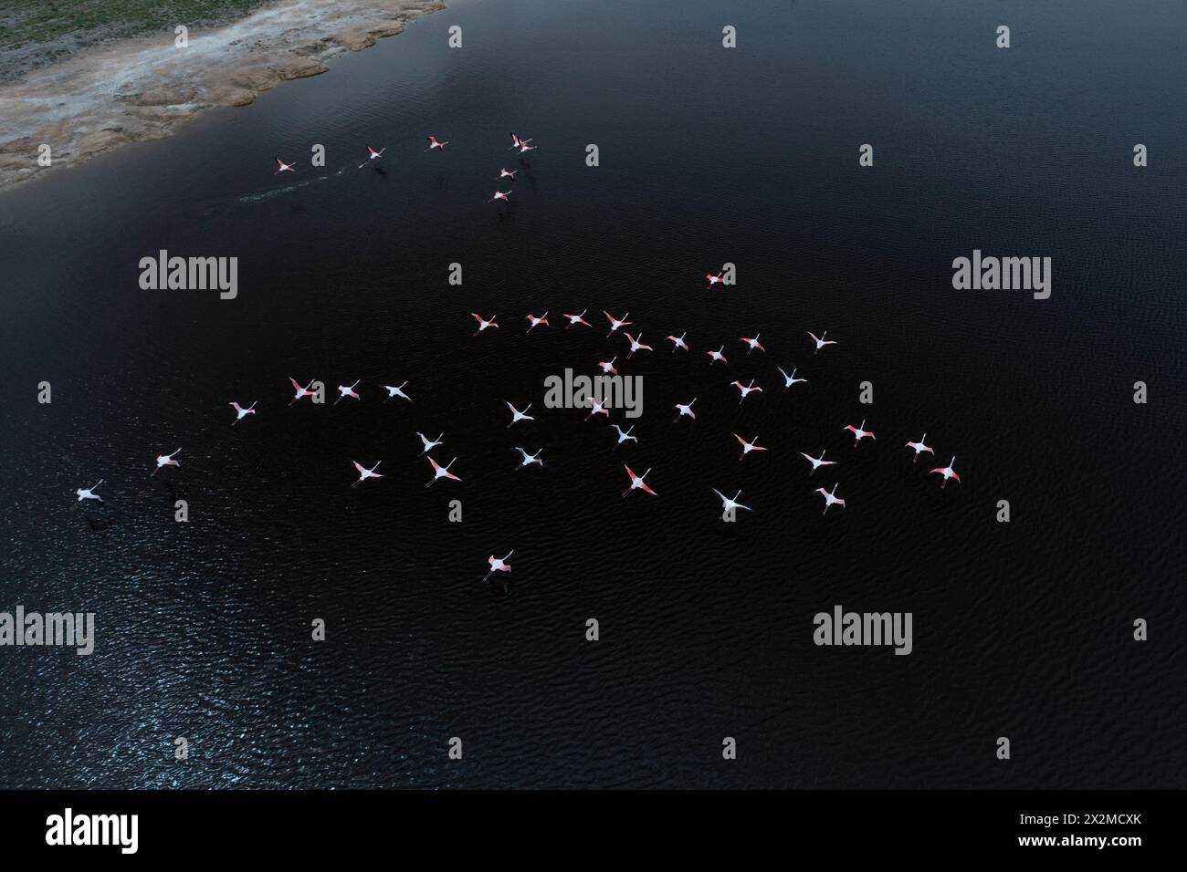 A captivating aerial perspective captures a flock of flamingos in ...