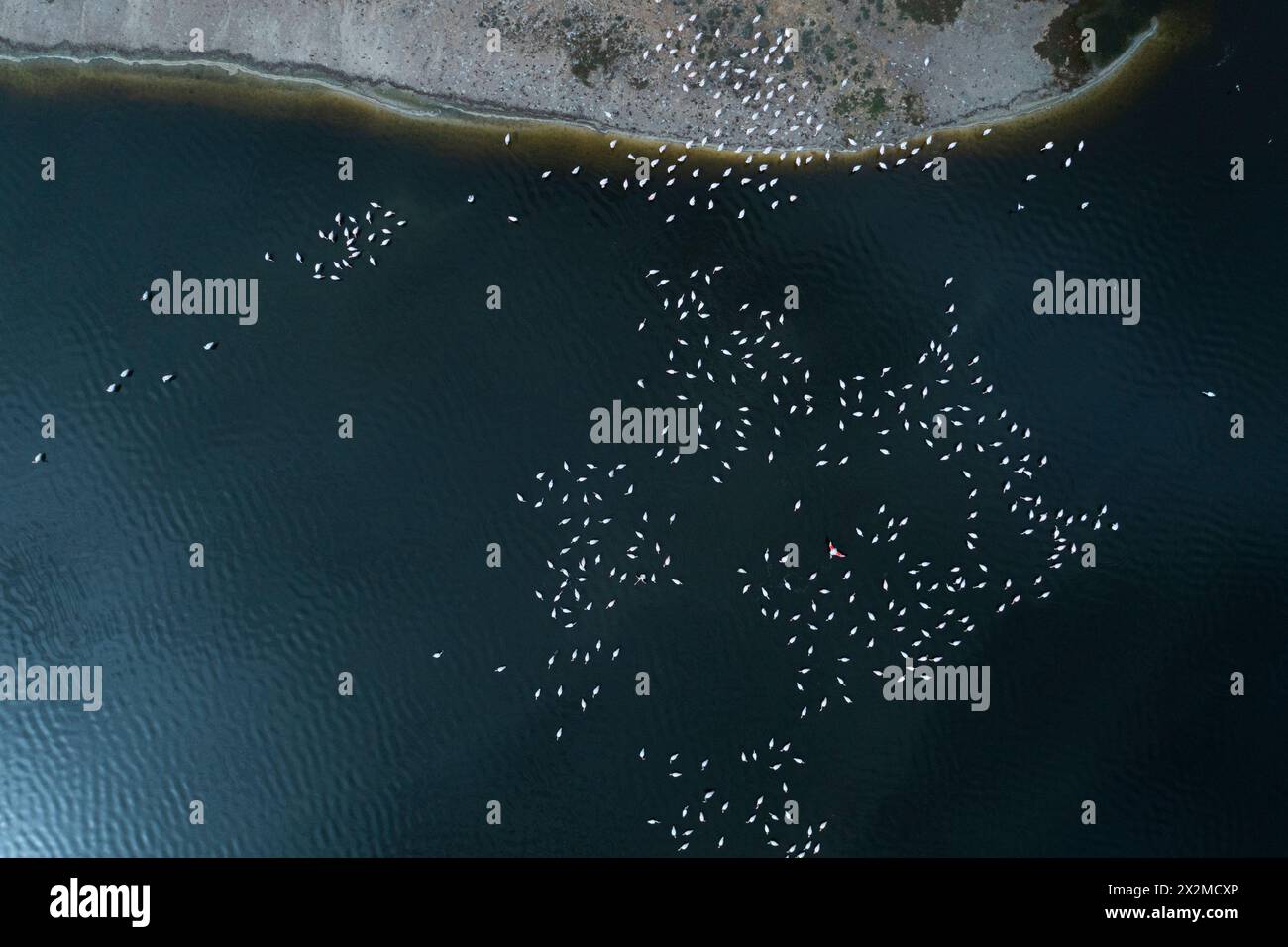 An aerial shot captures a flock of flamingos in flight, creating ...