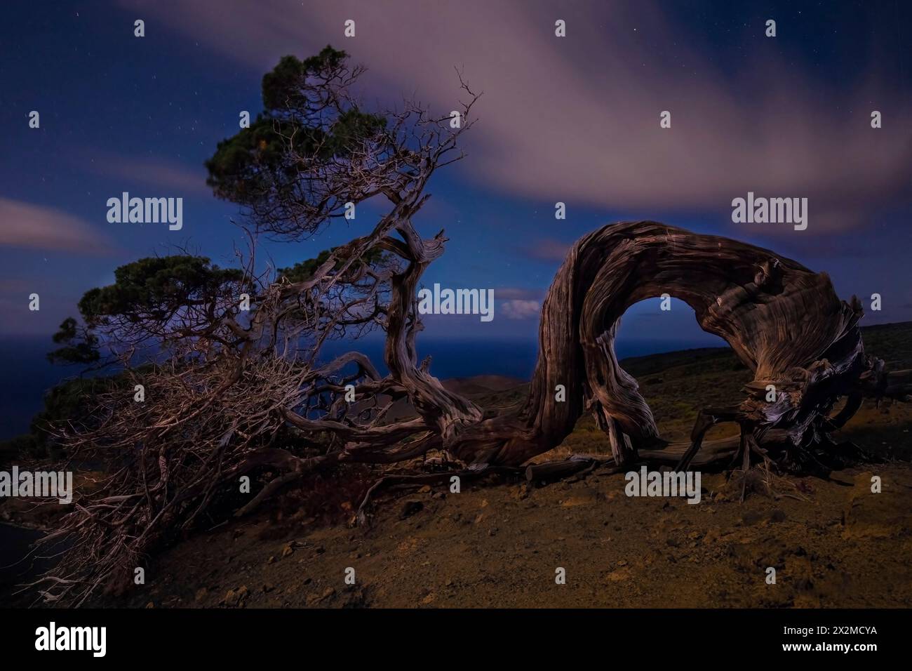 An evocative night scene featuring a gnarled, ancient tree set against ...