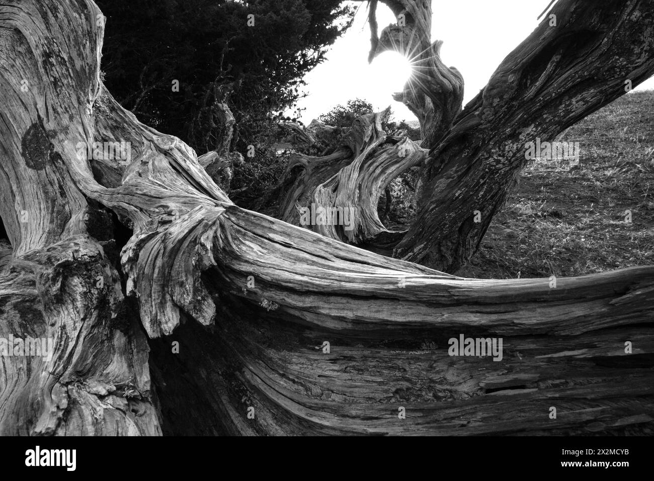 A monochrome image capturing the intricate texture and shapes of an ...