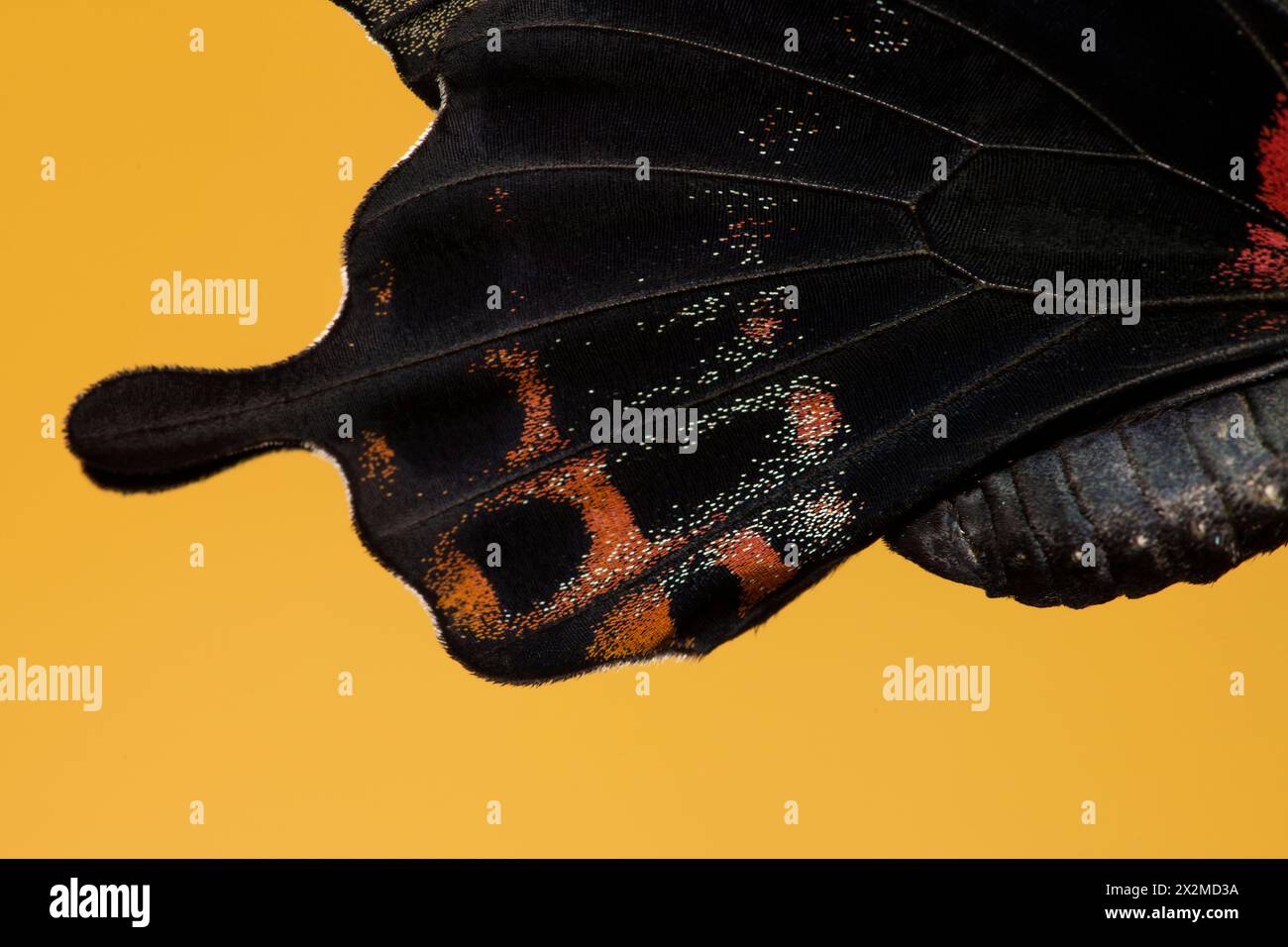 Vivid detail of the black and orange wing of a papilio memnon butterfly ...