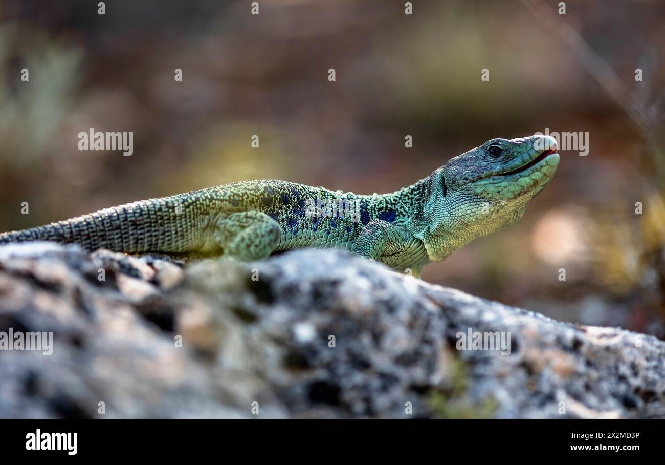 A close-up shot capturing a male ocellated lizard sunbathing on a rocky ...