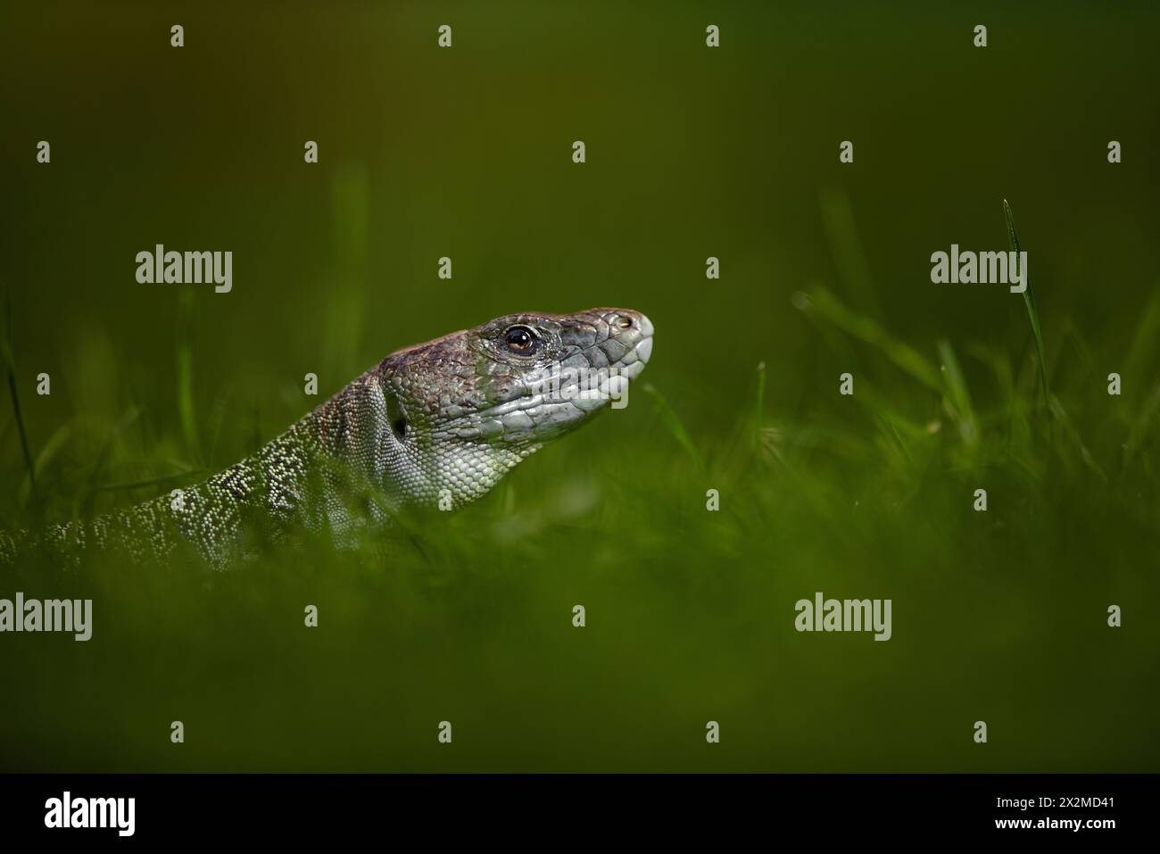 A male ocellated lizard peeks through lush green grass, showcasing its ...
