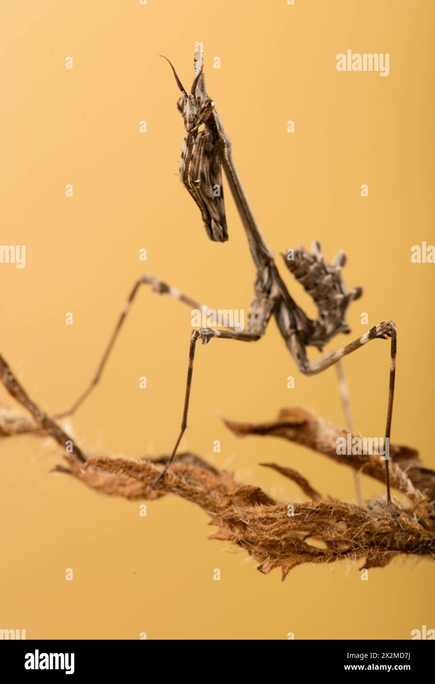 A close-up shot of an Empusa pennata, also known as a conehead mantis ...