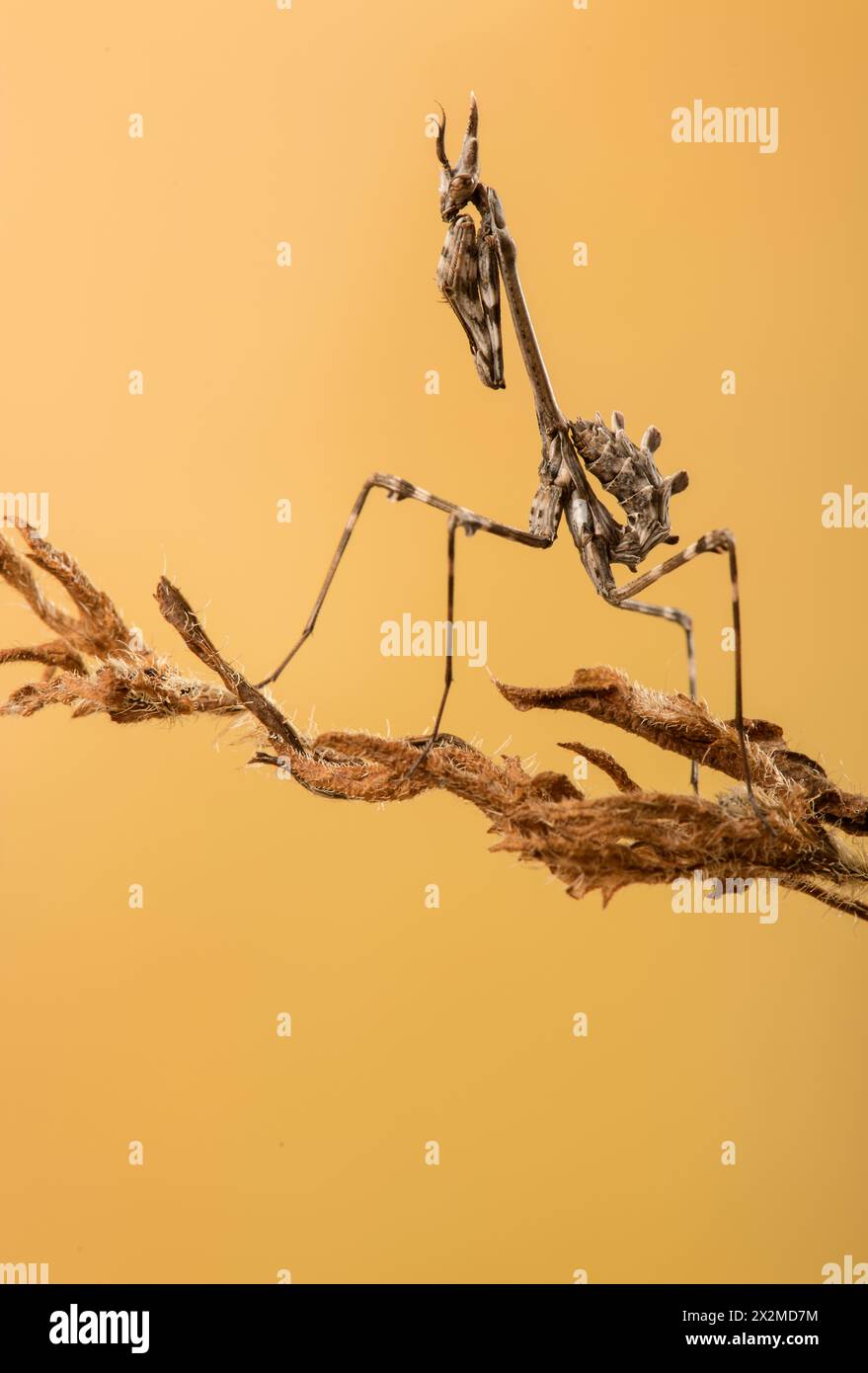 An Empusa pennata, also known as a conehead mantis, artfully posed on a ...