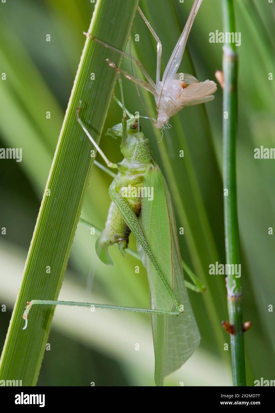 Mantis molting process hi-res stock photography and images - Alamy
