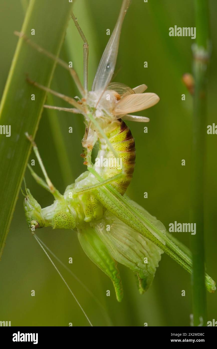 Mantis life cycle hi-res stock photography and images - Alamy