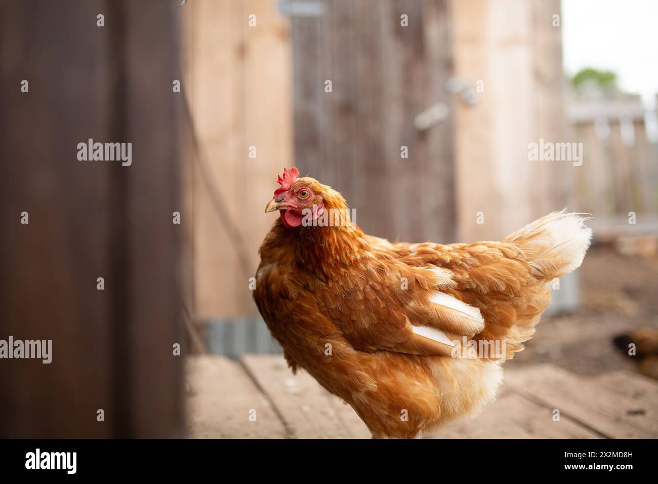 A vivid image capturing a single brown hen in a rustic farm environment ...