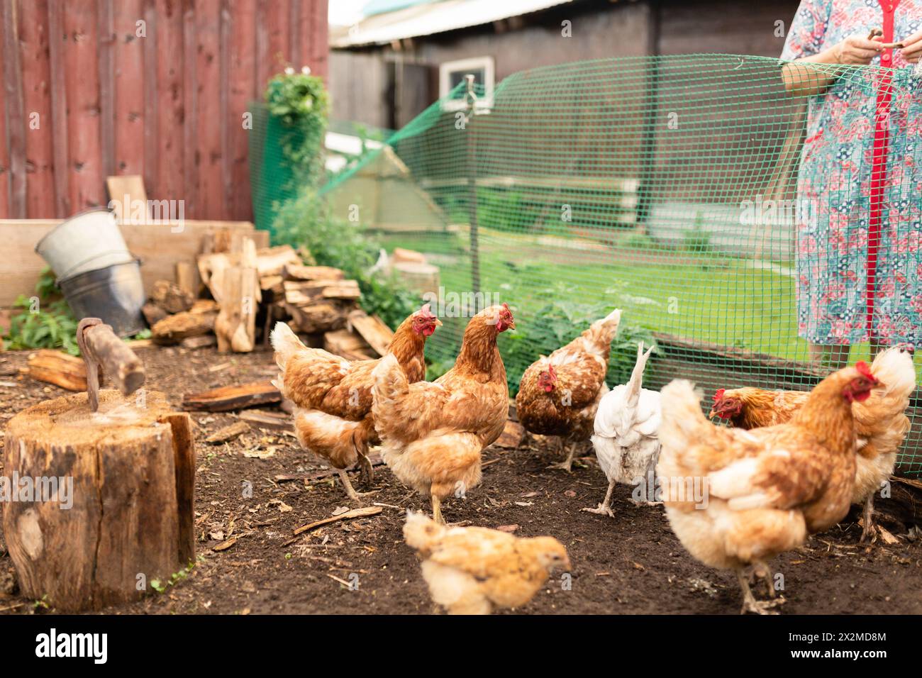 A group of free-range hens and a rooster roam in a farmyard, framed by ...