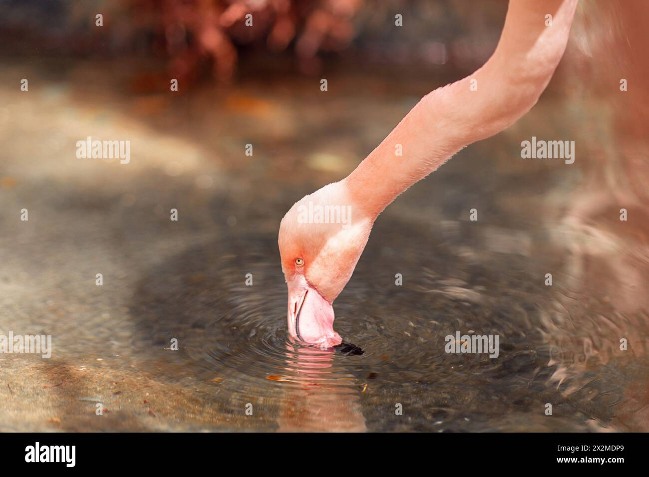 Close-up of a flamingo bending its neck into the water, with warm ...