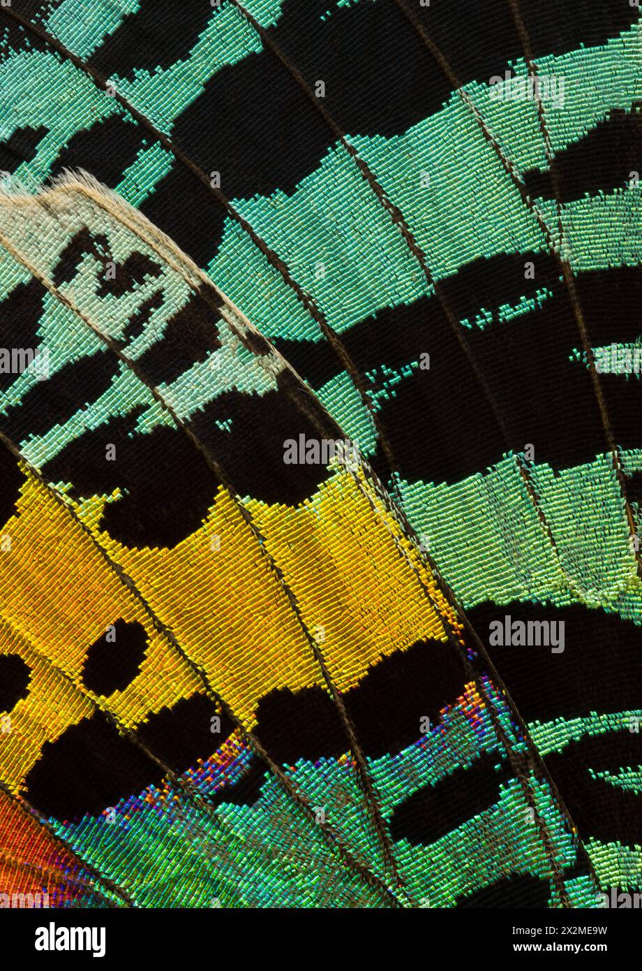 Central specimen showcases hi-res stock photography and images - Alamy