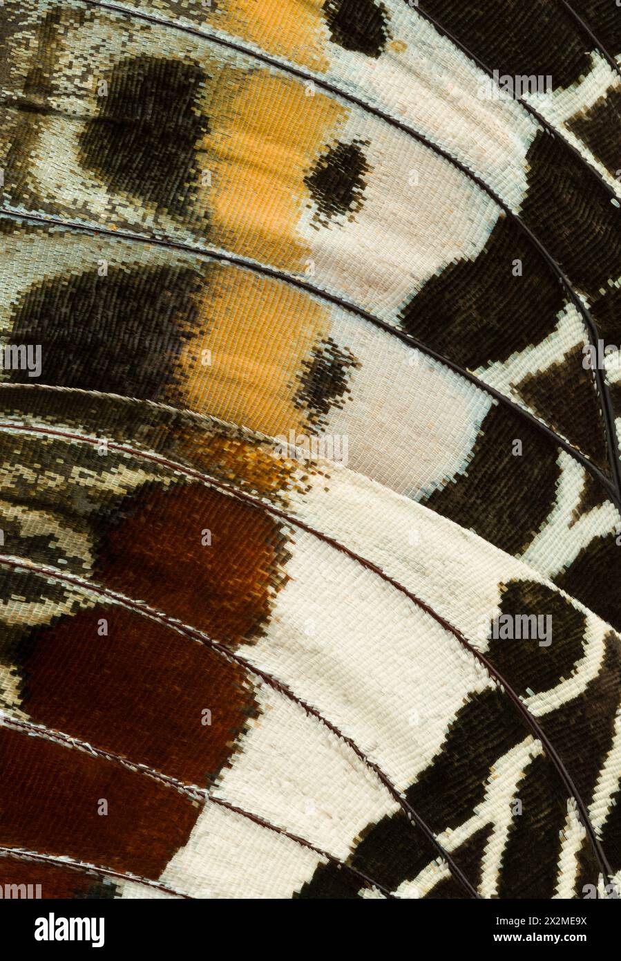An intricate close-up showing the stunning texture and pattern of the ...