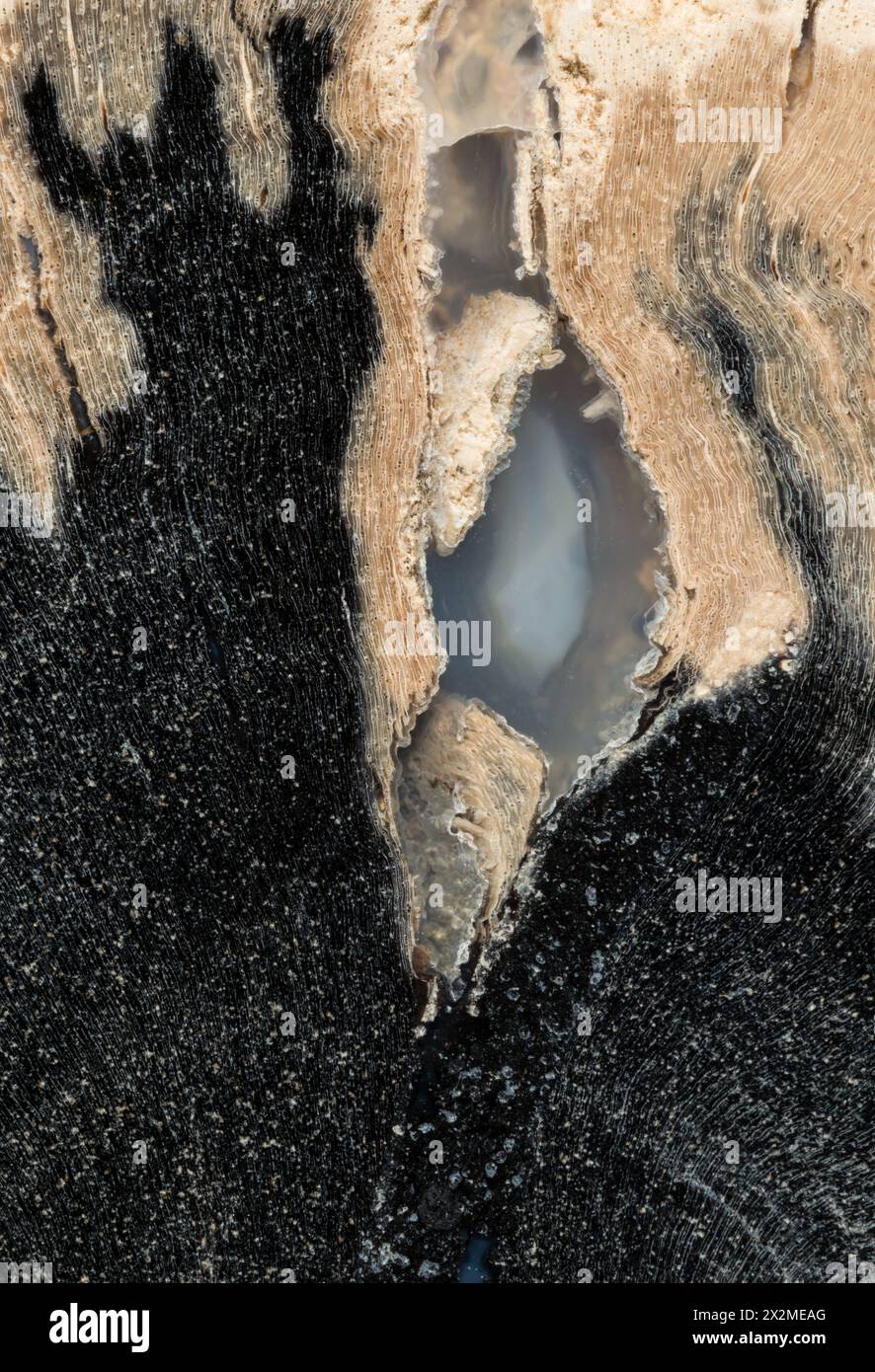 Fossilized tree display hi-res stock photography and images - Alamy