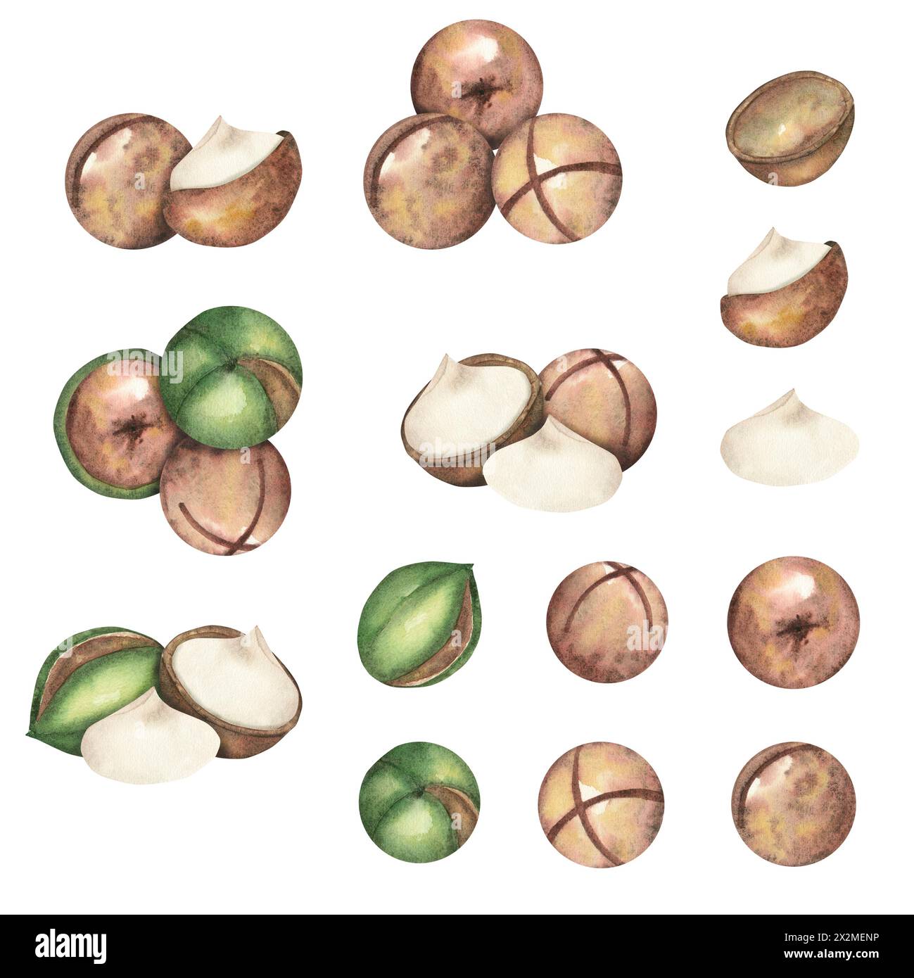 Macadamia nut on a white background, a composition of several nuts. The ...