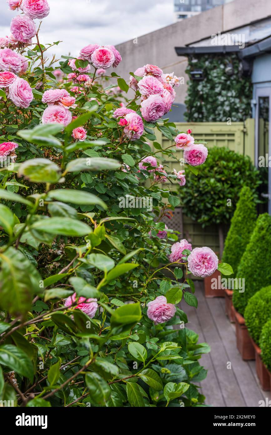Pink flowering roses on terrace. Chelsea embankment, London, UK Stock ...