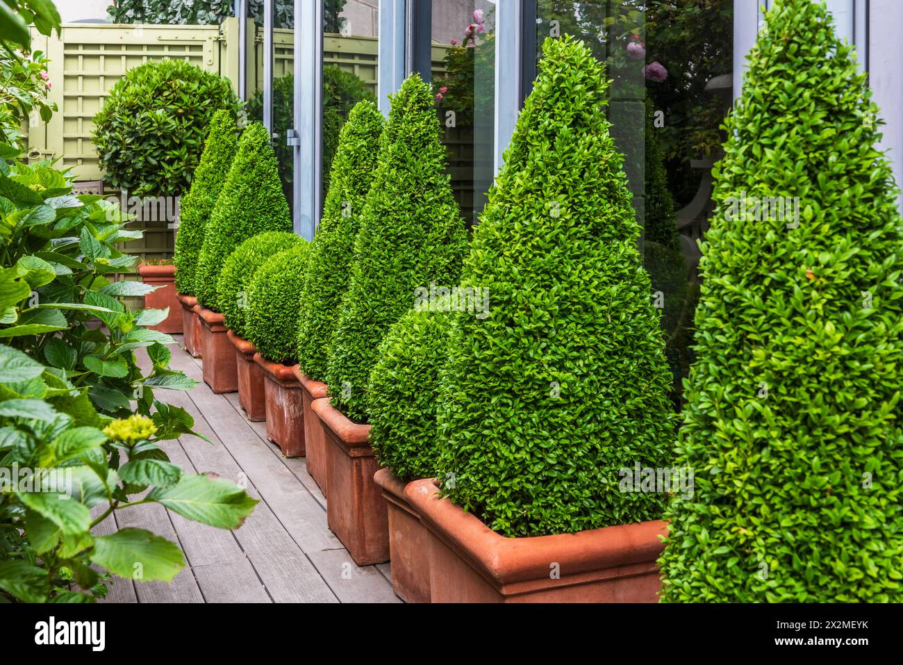 Garden modern hedges hi-res stock photography and images - Alamy
