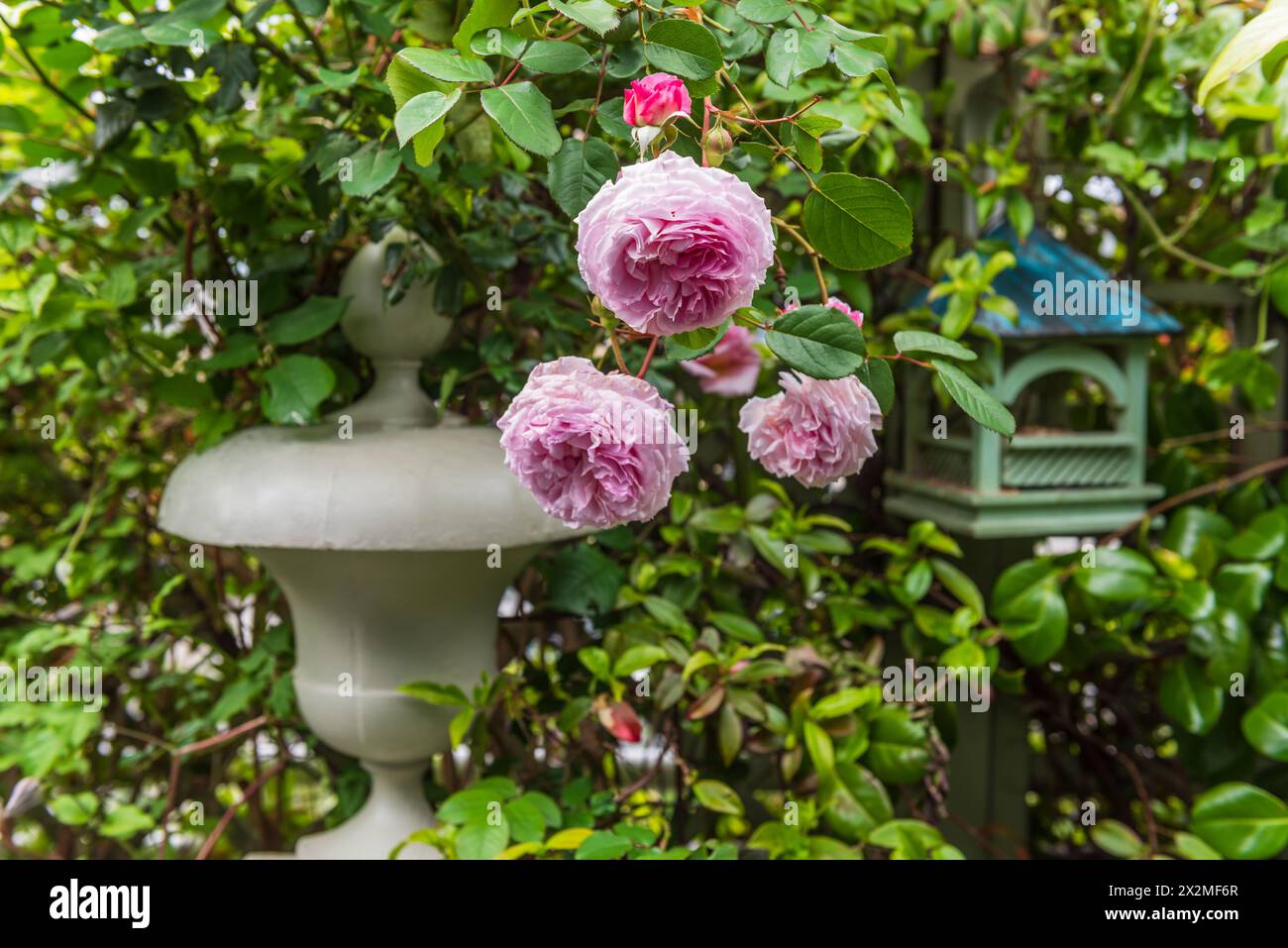 PInk flowering roses in private garden on Chelsea embankment, London ...