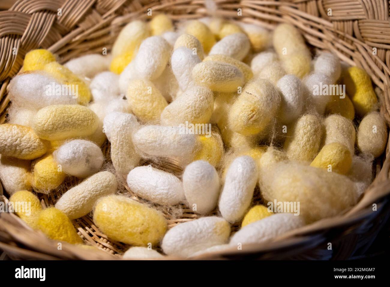 Basket of cocoons in Silk worm museum, Musée de la soie, Saint ...