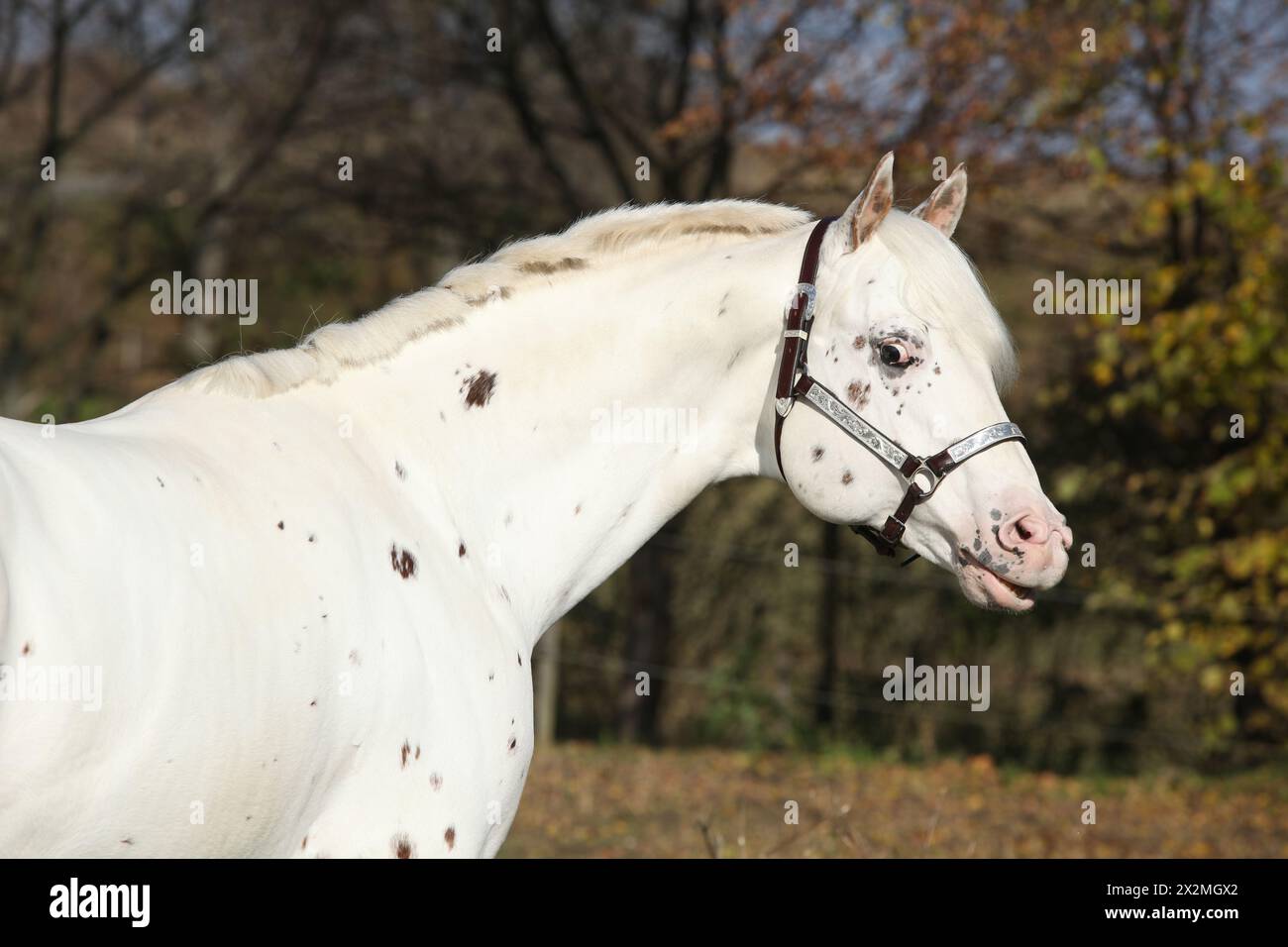 Flehming horse hi-res stock photography and images - Alamy