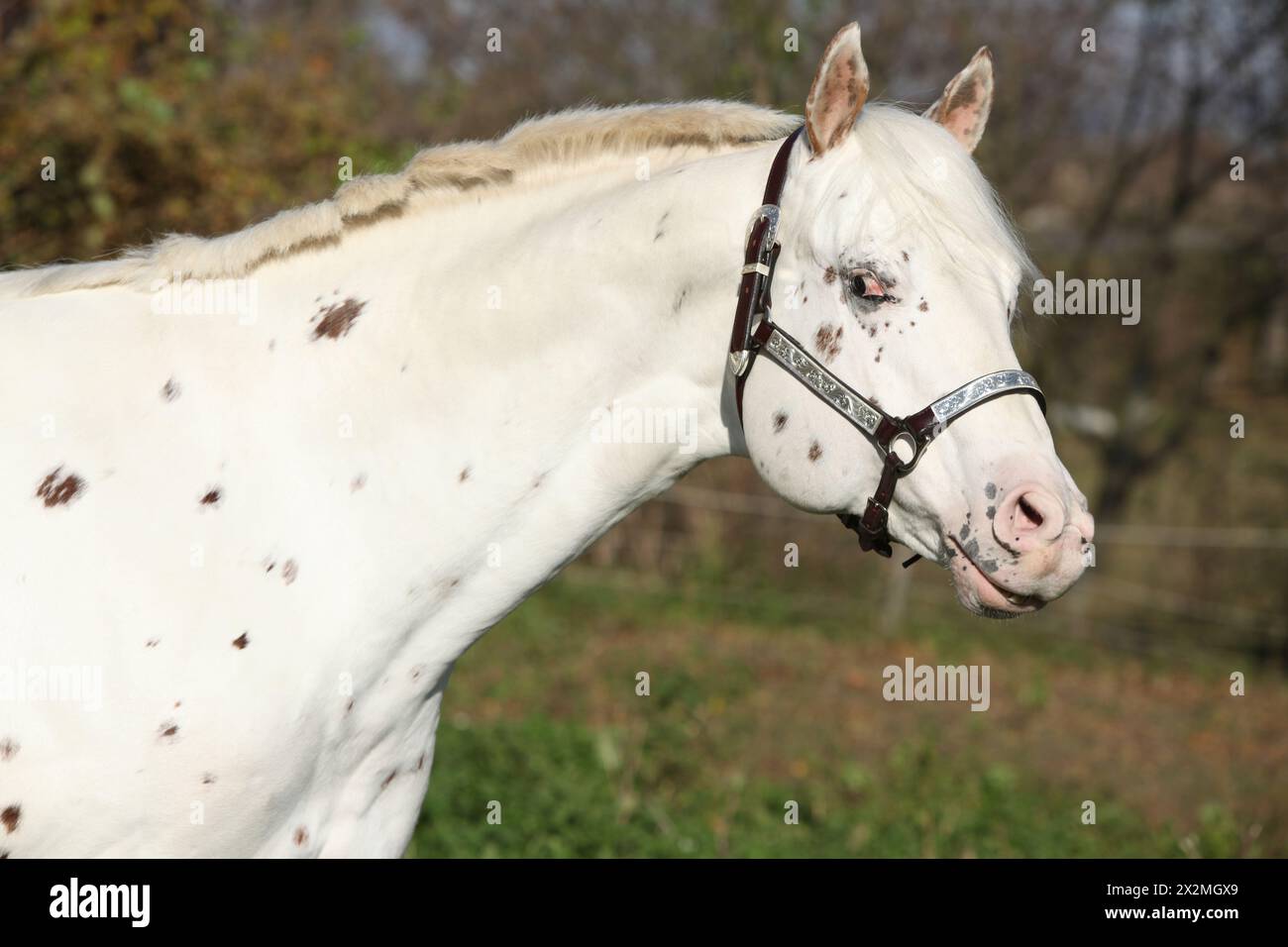 Appaloosa stallion with western halter, flehming, in autumn Stock Photo ...