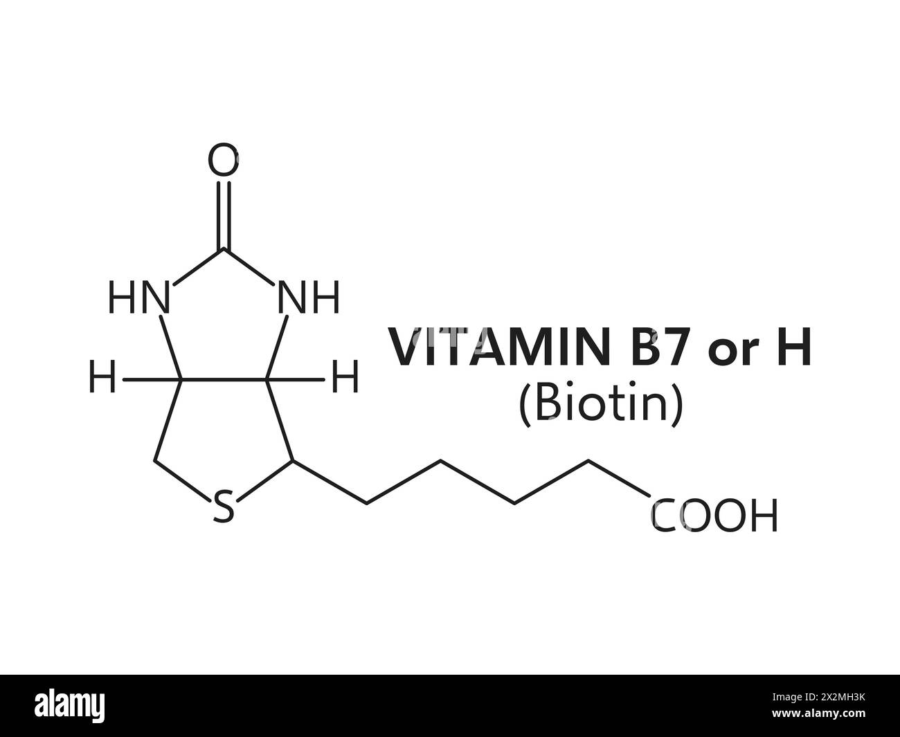 Biotin molecule hi-res stock photography and images - Alamy
