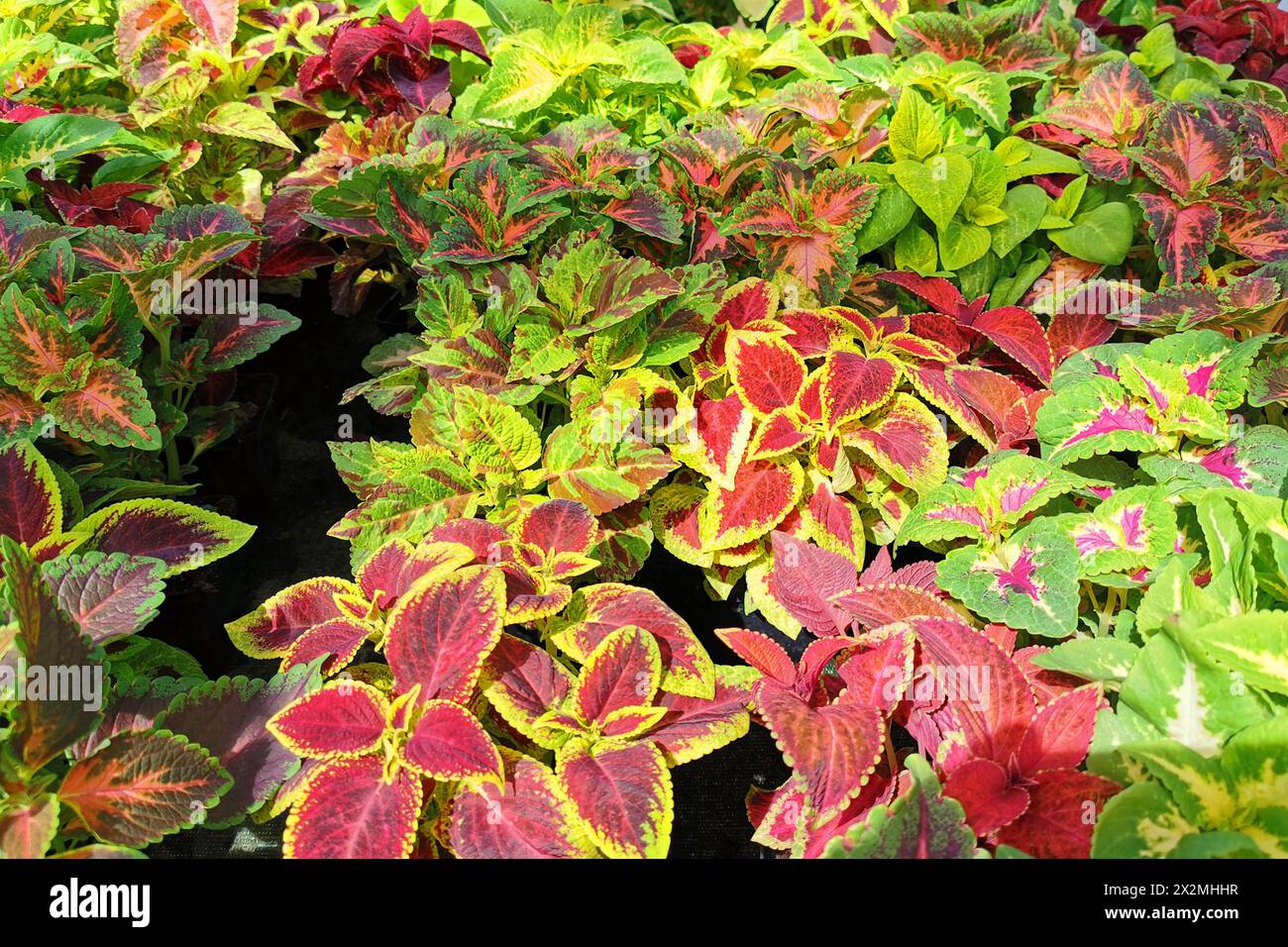 coleus blumei plant texture as very nice background Stock Photo - Alamy