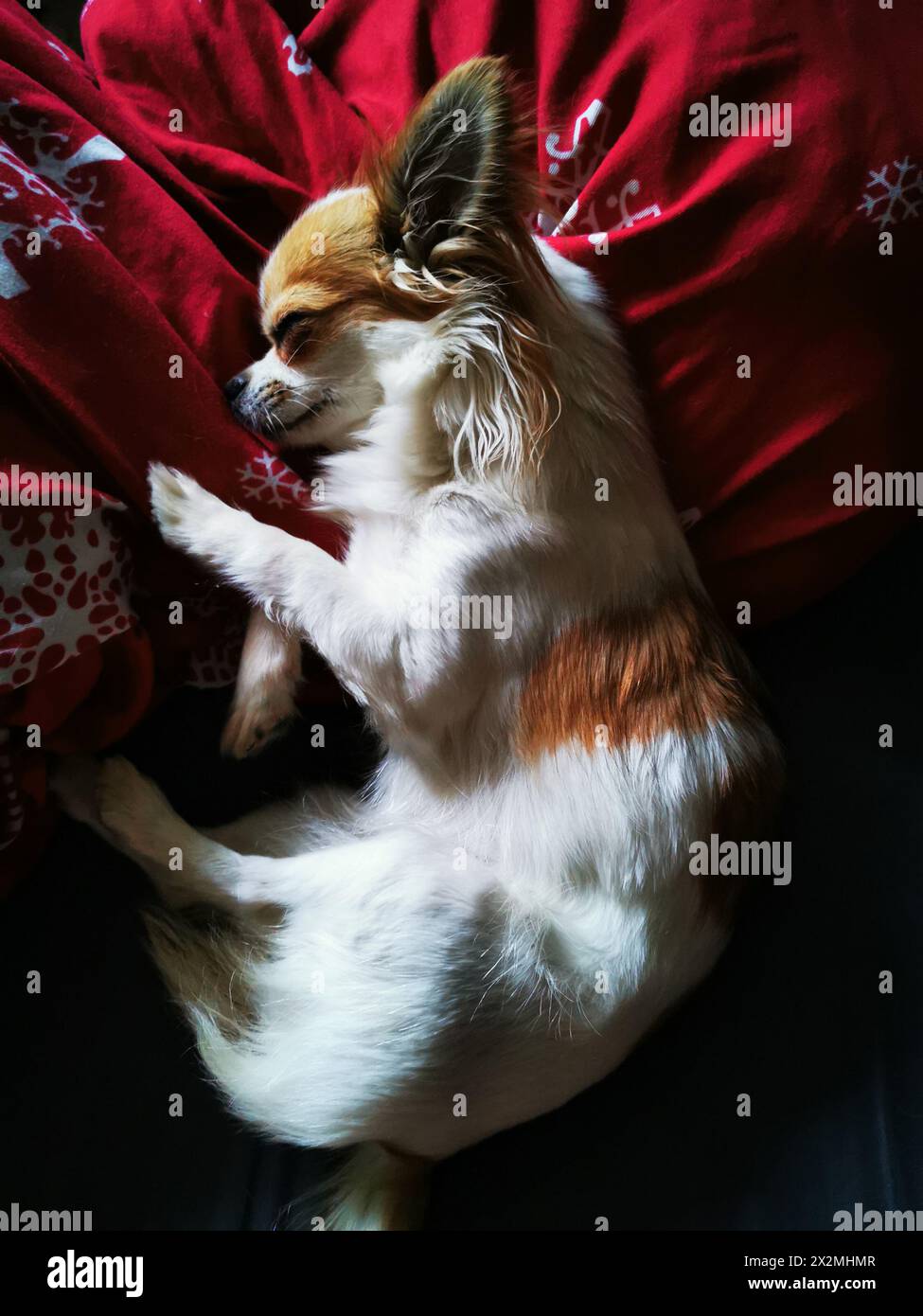 small long hair chihuahua is resting at home Stock Photo - Alamy