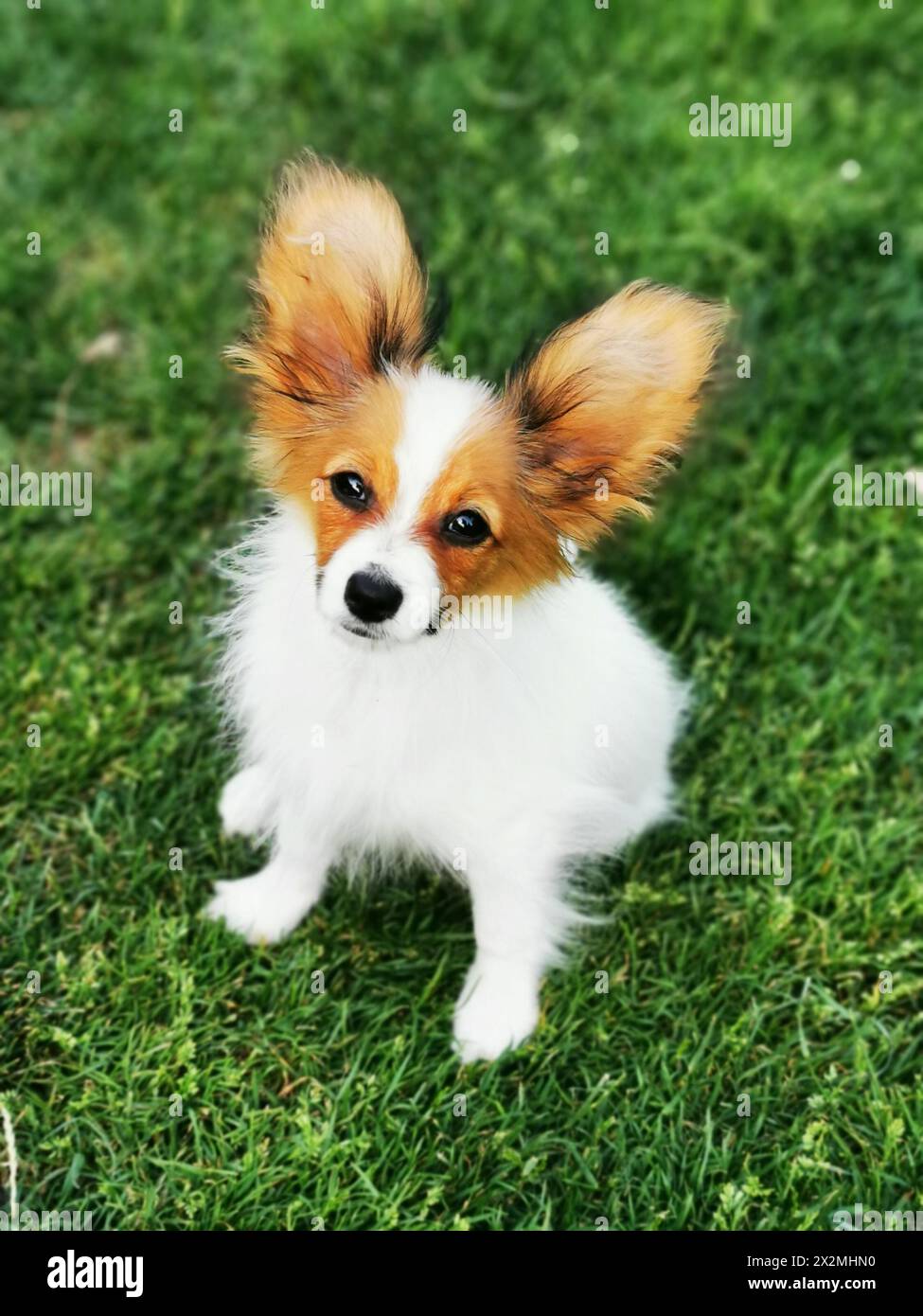 small long hair chihuahua in the green grass Stock Photo - Alamy