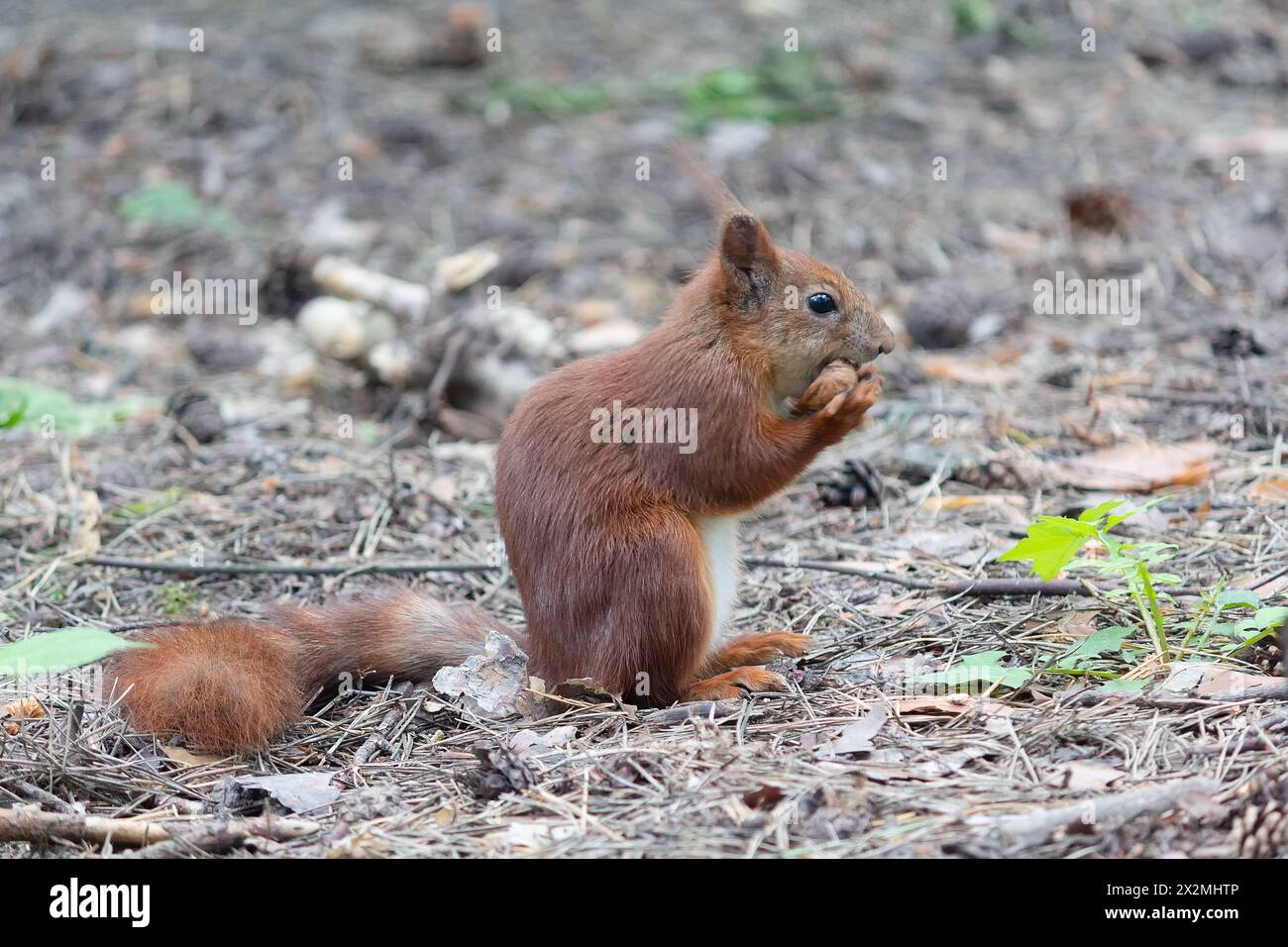 Squirrel eats a nut while sitting in green grass. Animal Stock Photo ...