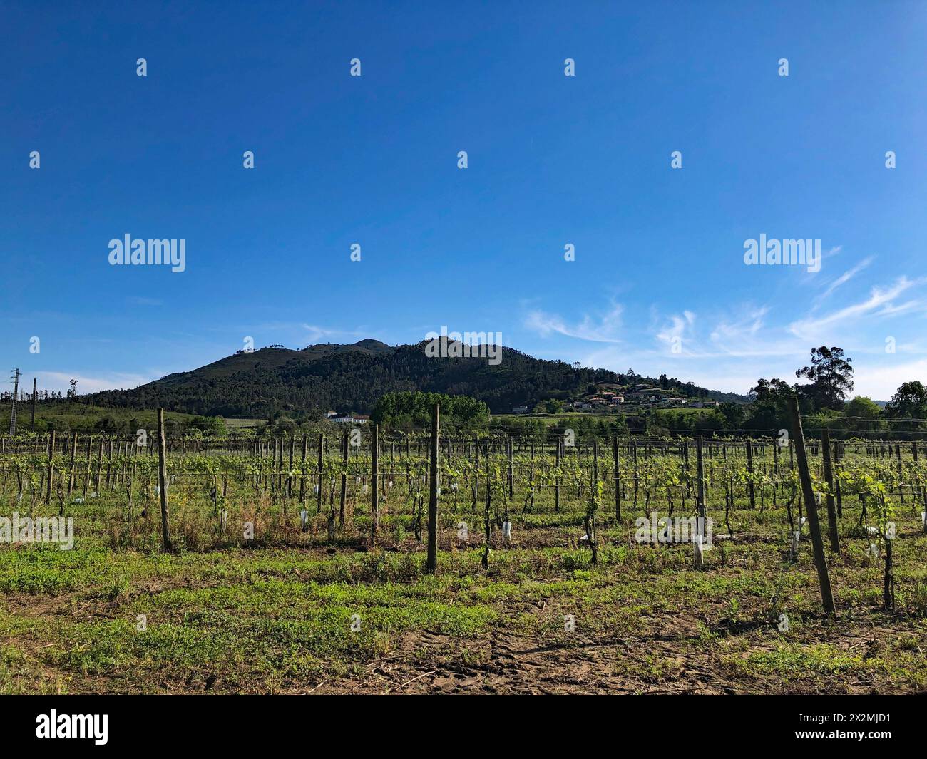 Grape farm early in the season, Portugal, April 2024. Alto Minho area ...