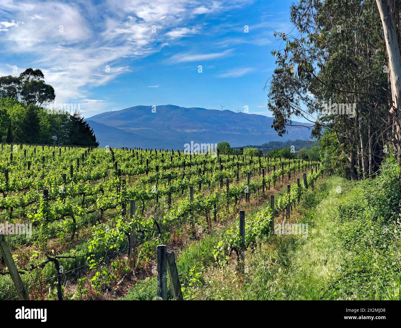 Grape farm early in the season, Portugal, April 2024. Alto Minho area ...