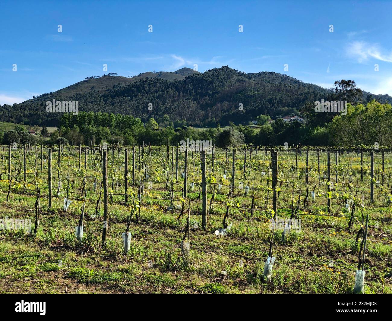 Grape farm early in the season, Portugal, April 2024. Alto Minho area ...