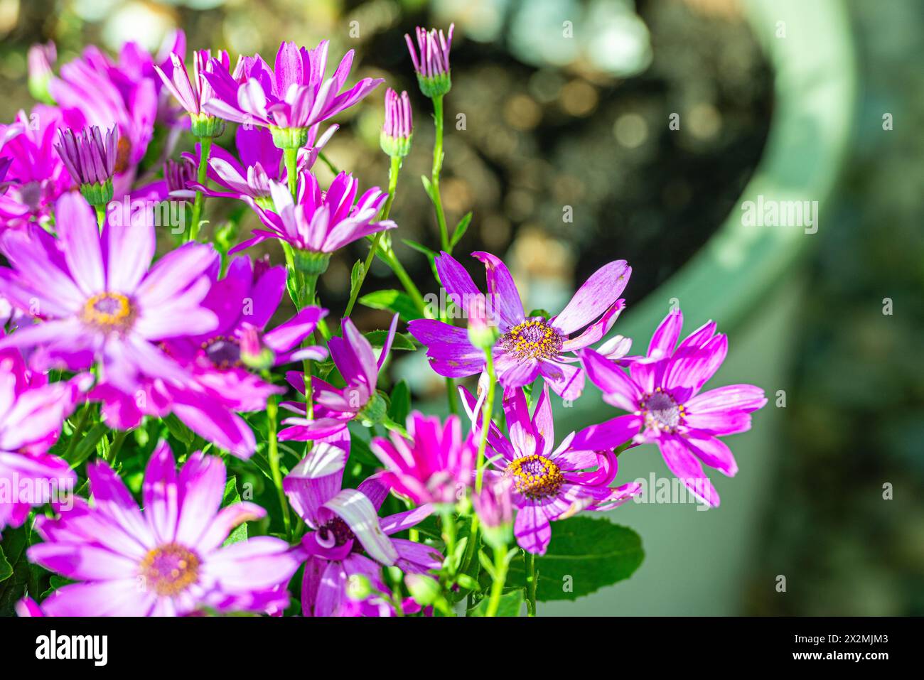 Senetti magenta Bicolour flowers in a garden in the UK Stock Photo - Alamy
